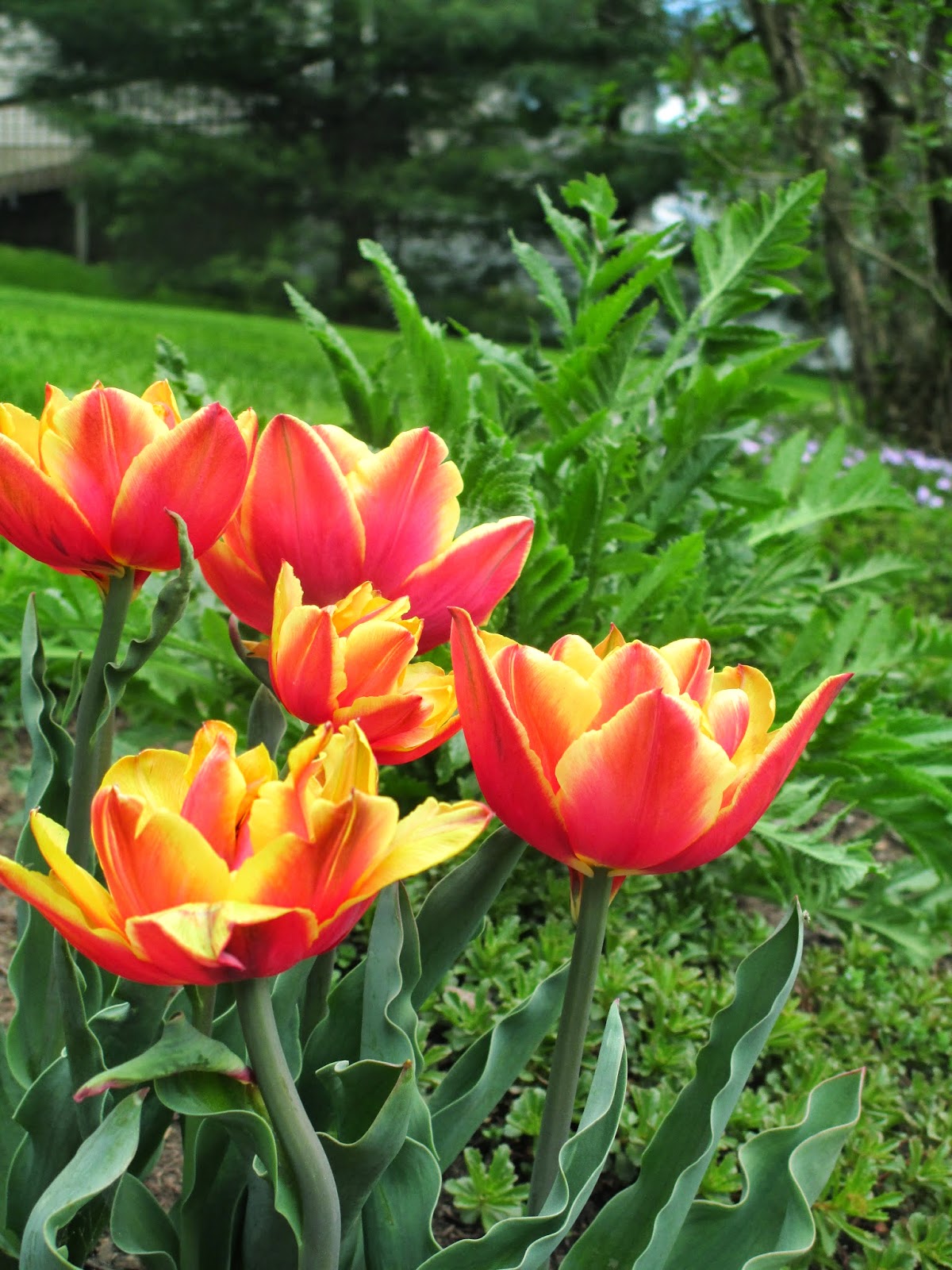 Coming Into Color: Spring Reflections