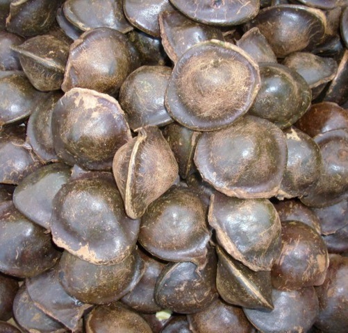 Khasiat & Kelebihan Makan Jering - Yumida