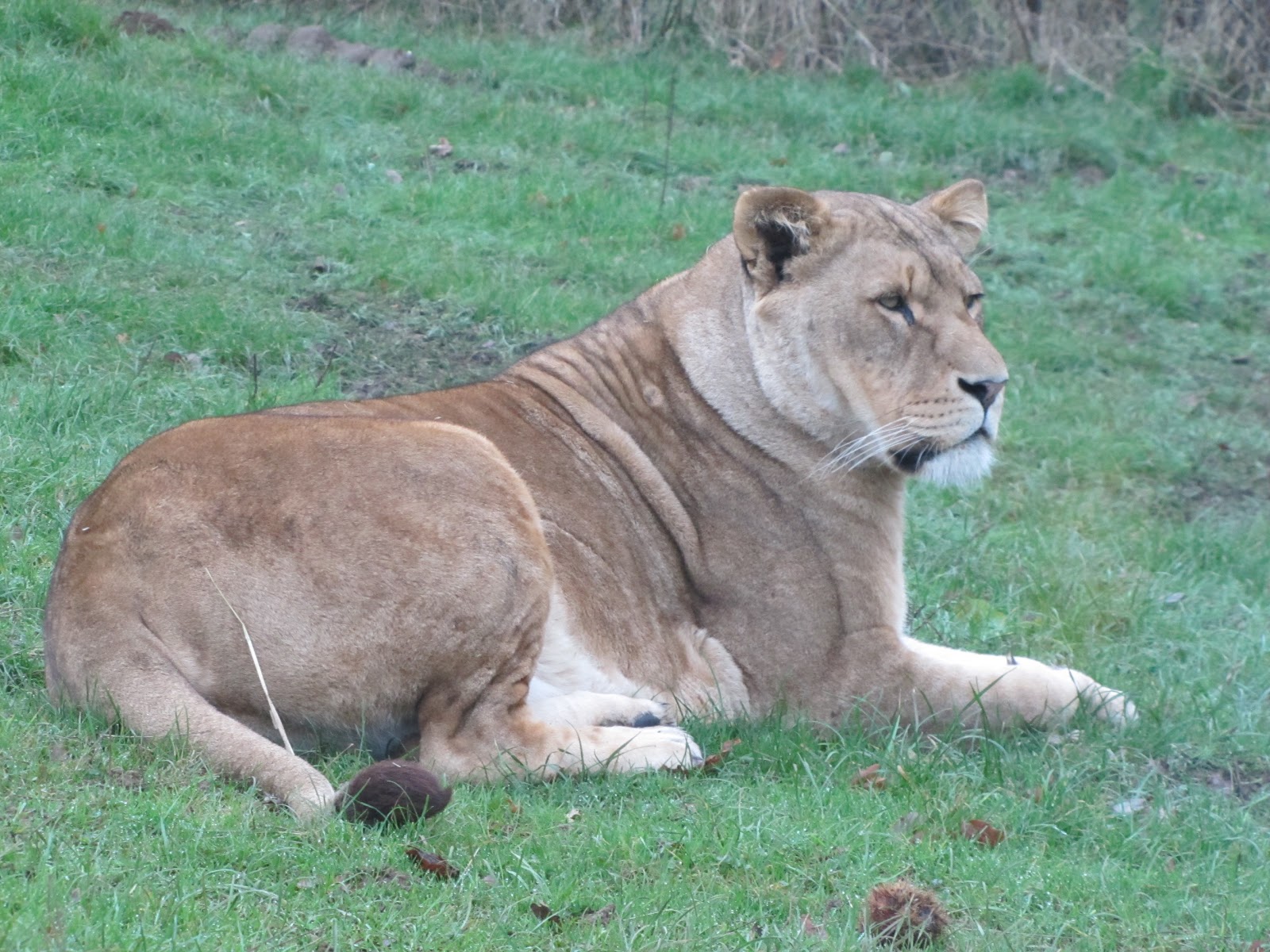 Pics of lion's neck musculature - Page 18 - Animal vs Animal