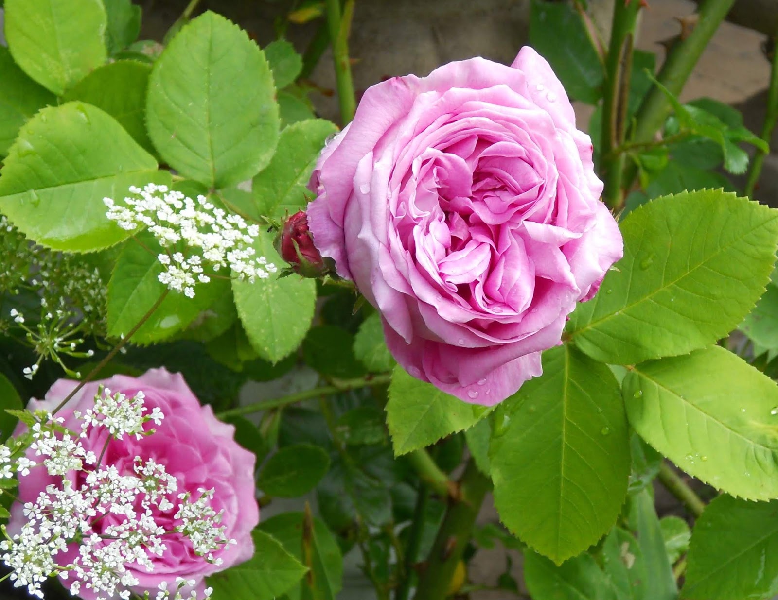 Rosen Eventyret: Champion of the World