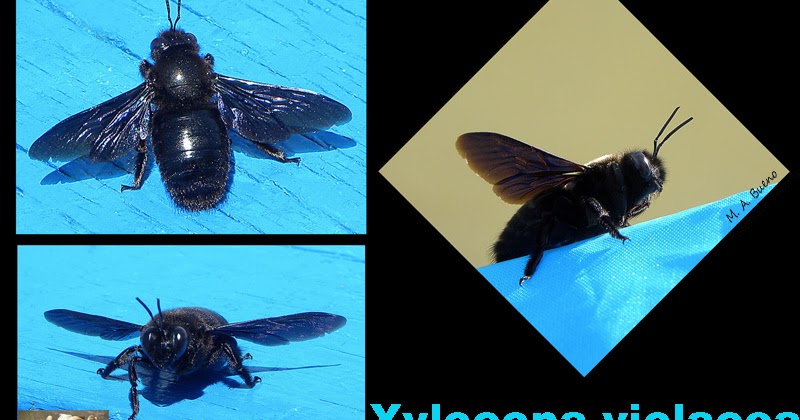FOTO NATURA HUESCA 2: ABEJORRO CARPINTERO Xylocopa violacea