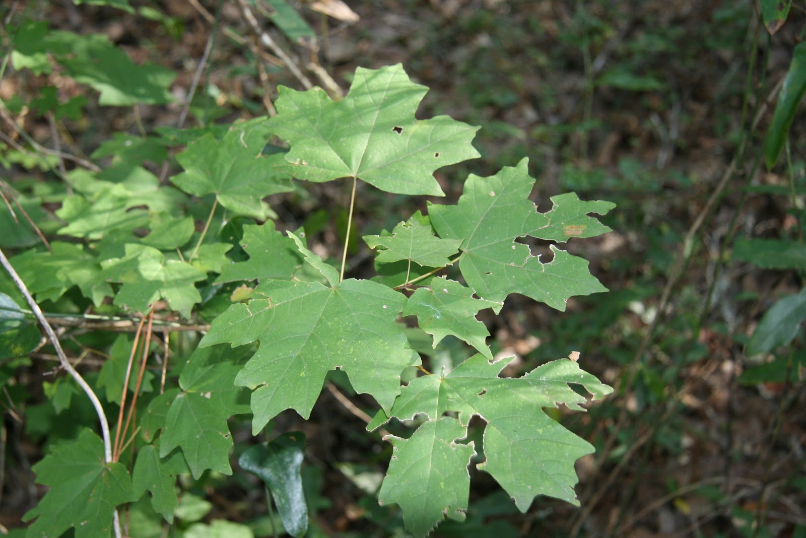 Random Ferments: Florida Maple