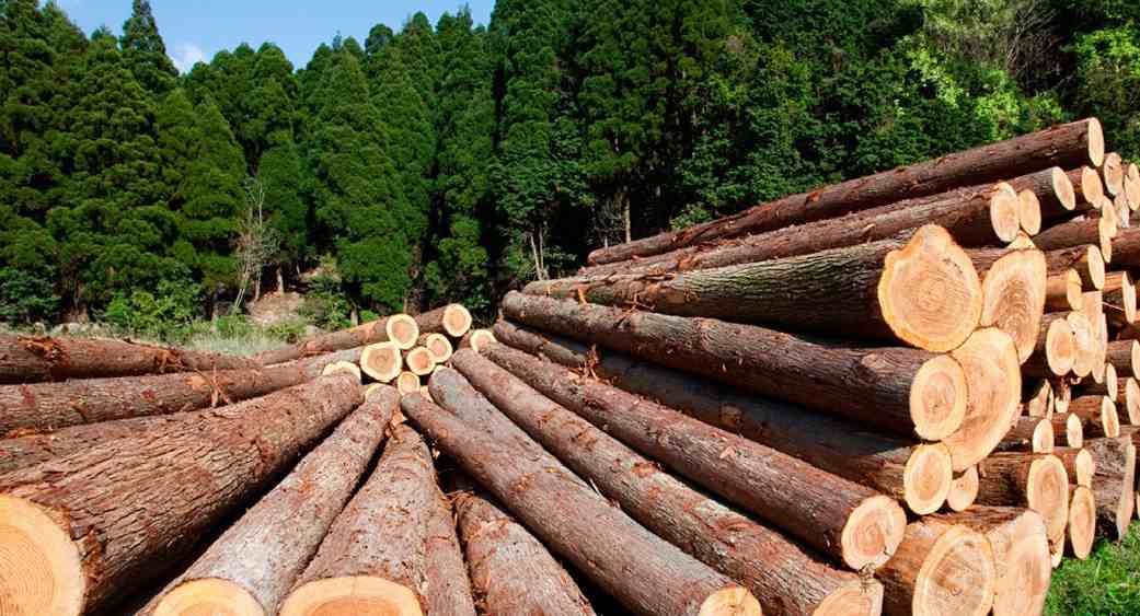 Kayu: Mutu, Pengawetan, Pengeringan, Cacat Kayu dan Bahan dari Kayu ...