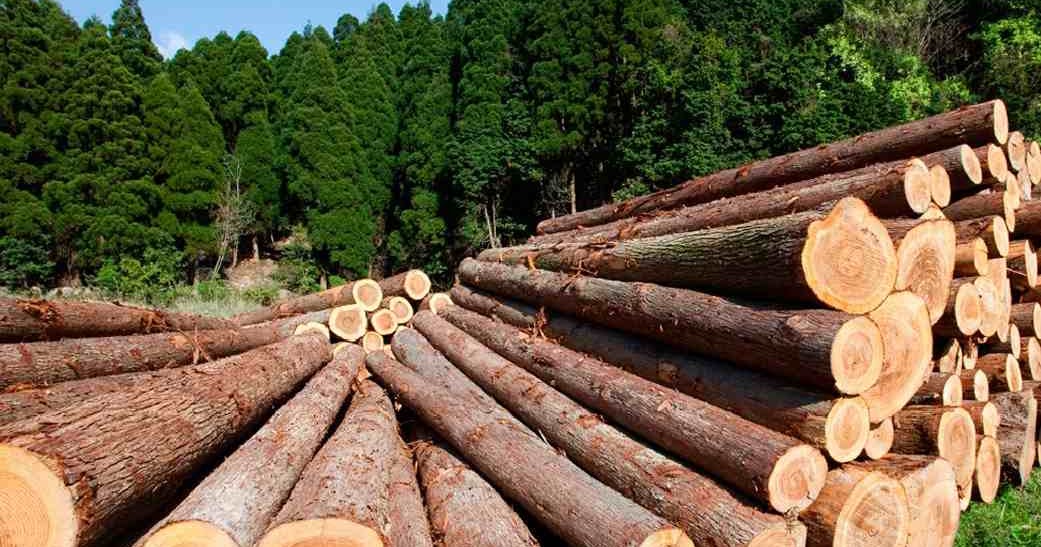 Kayu: Mutu, Pengawetan, Pengeringan, Cacat Kayu dan Bahan dari Kayu ...