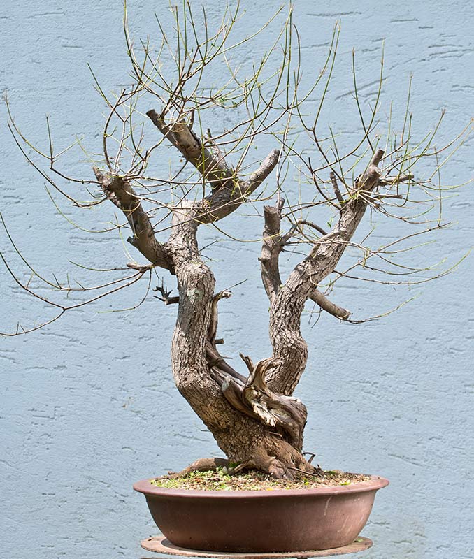 Walter Pall Bonsai Adventures: French Maple #5