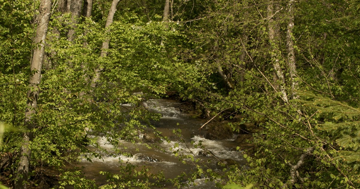 Kilometer G 0945: SALAMANDRA ŠKVRNITÁ II