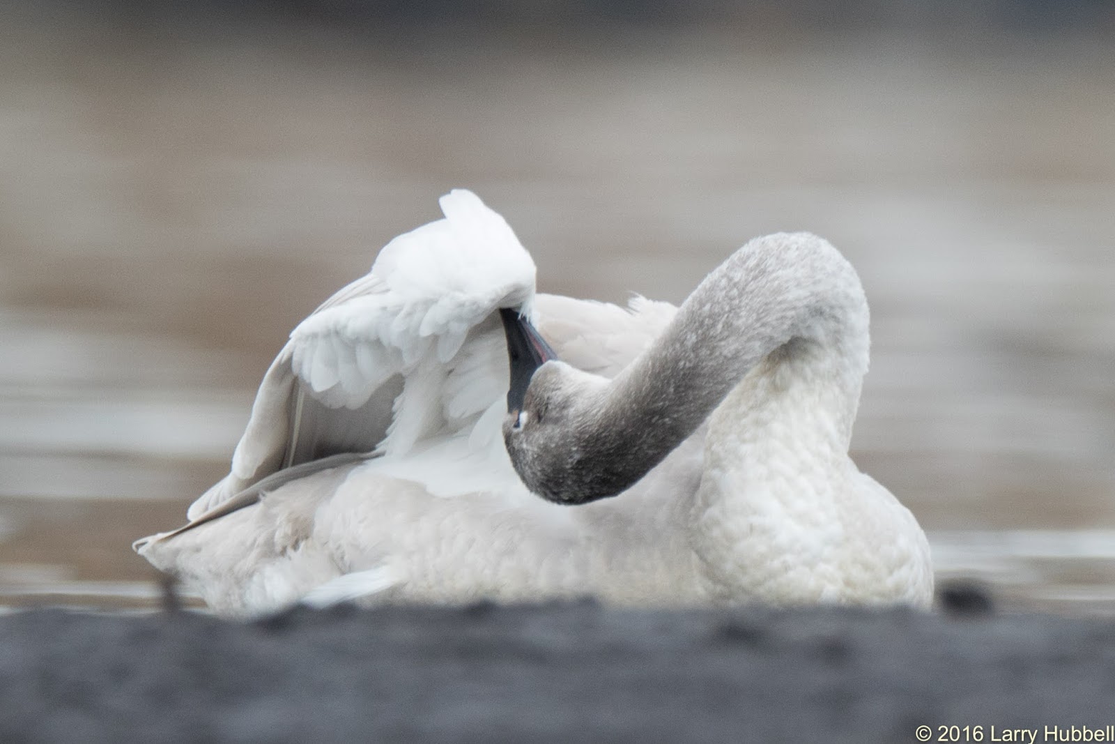Union Bay Watch : The World's Largest Swans