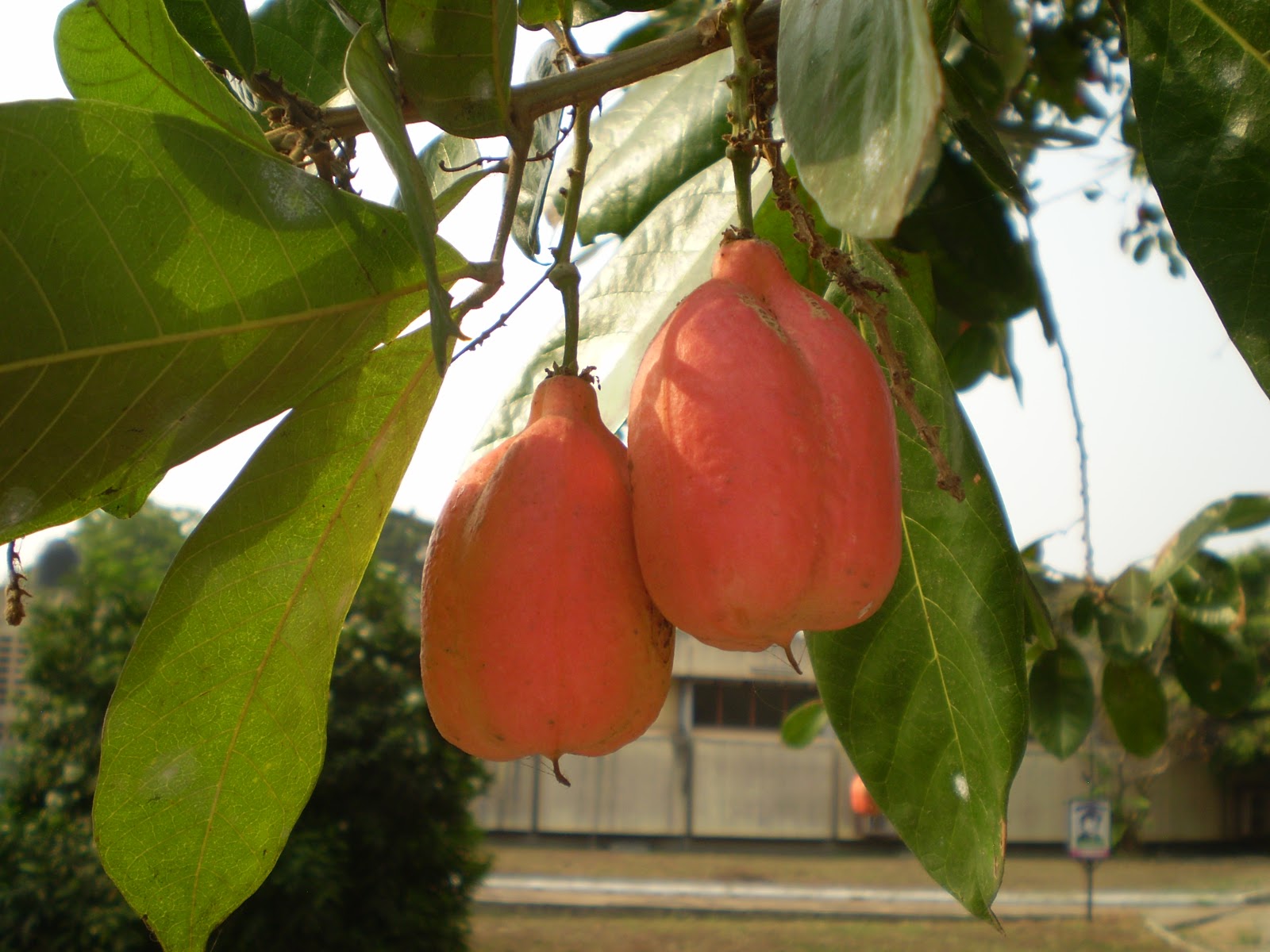 Ghana With The Wind: The Flora and Fauna of the Accra, West Africa Region