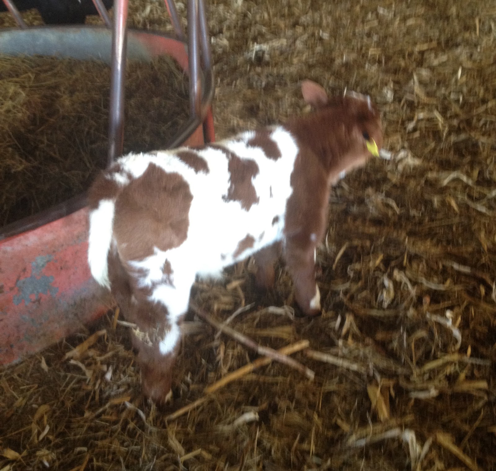 Lautner Farms: From Phil Lautner's Calving Barn - Cell Phone Picture of ...