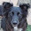Raise a Green Dog!: Fluoride Awareness Week, a great time to bring ...