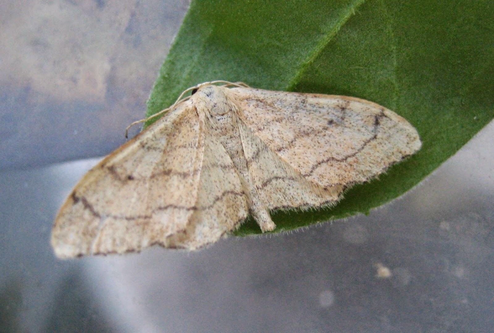 Martin's Moths: White rabbits! And some white moths. And many other ...