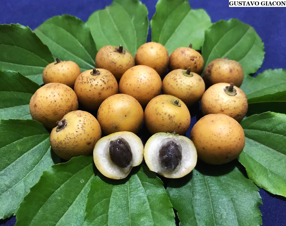 Viveiro Ciprest - Plantas Nativas e Exóticas: Juá ou Juazeiro ...