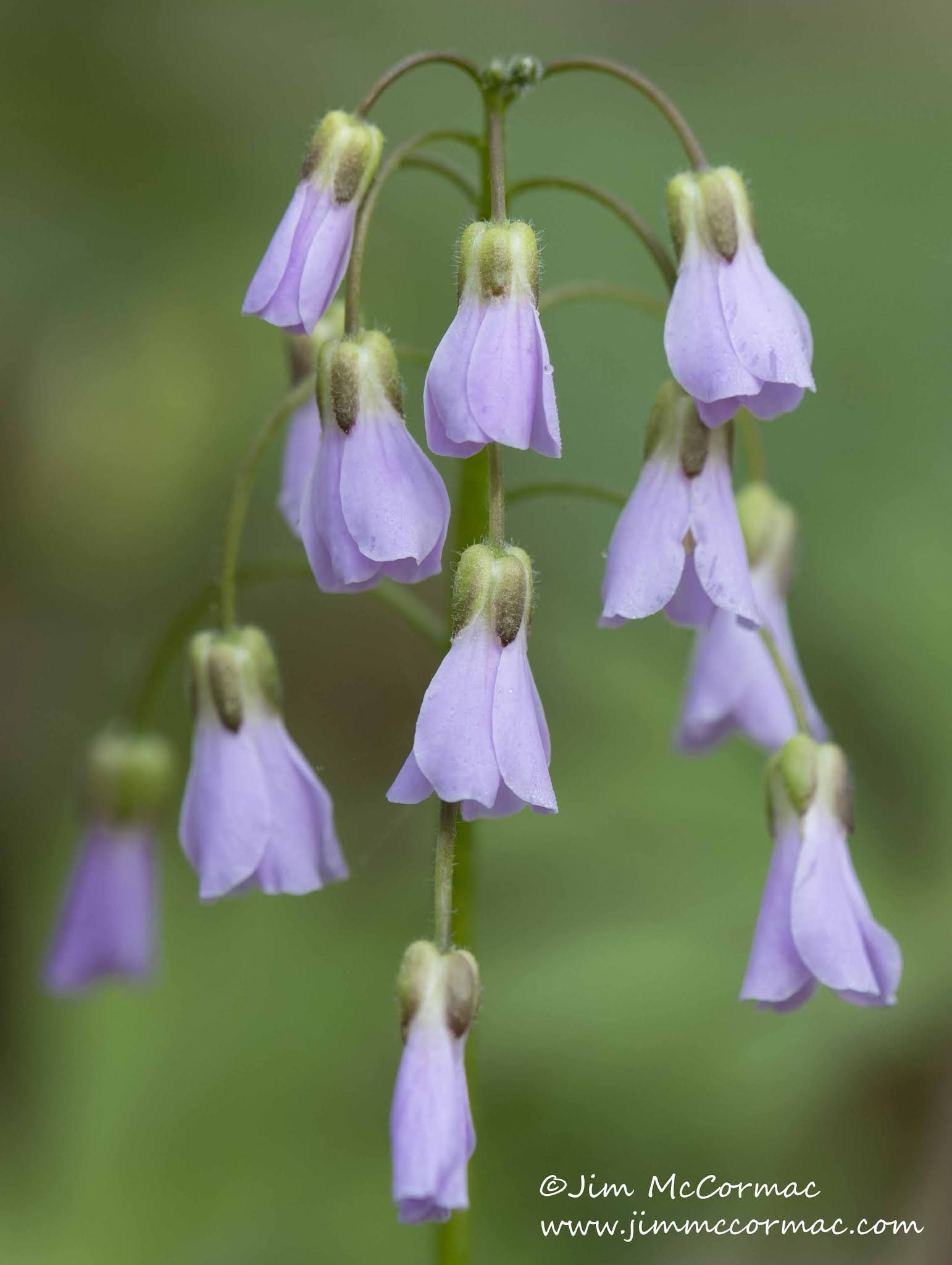 Ohio Birds and Biodiversity: The spring wildflower show commences