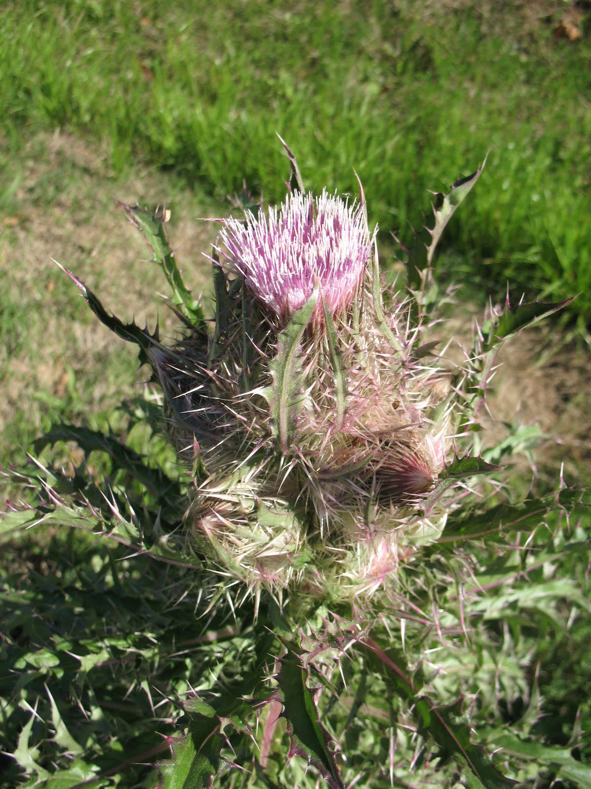 Sensible Survival: Edible Wild Plants - Bull Thistle