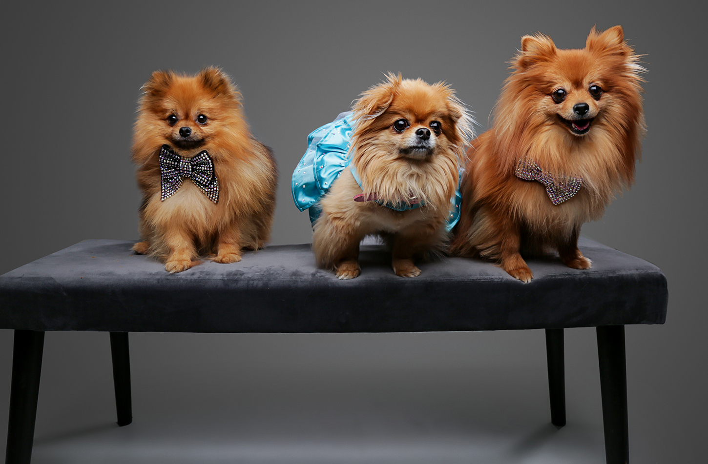 Swanky Paws launches new line with a VIP Insta Dog Party | Australian ...