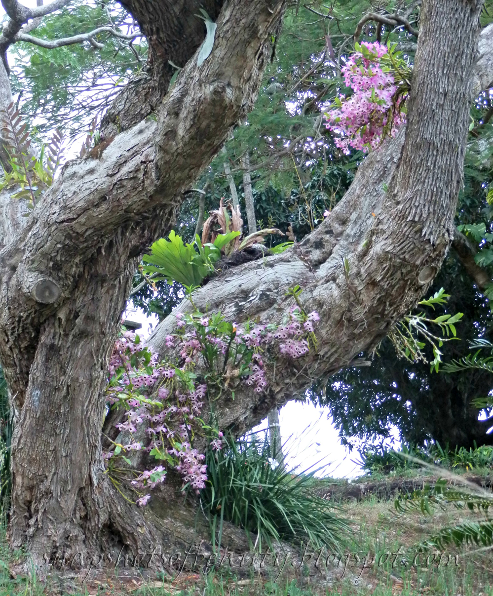 Snapshots of Beauty: THE ORCHID TREE UP THE ROAD...