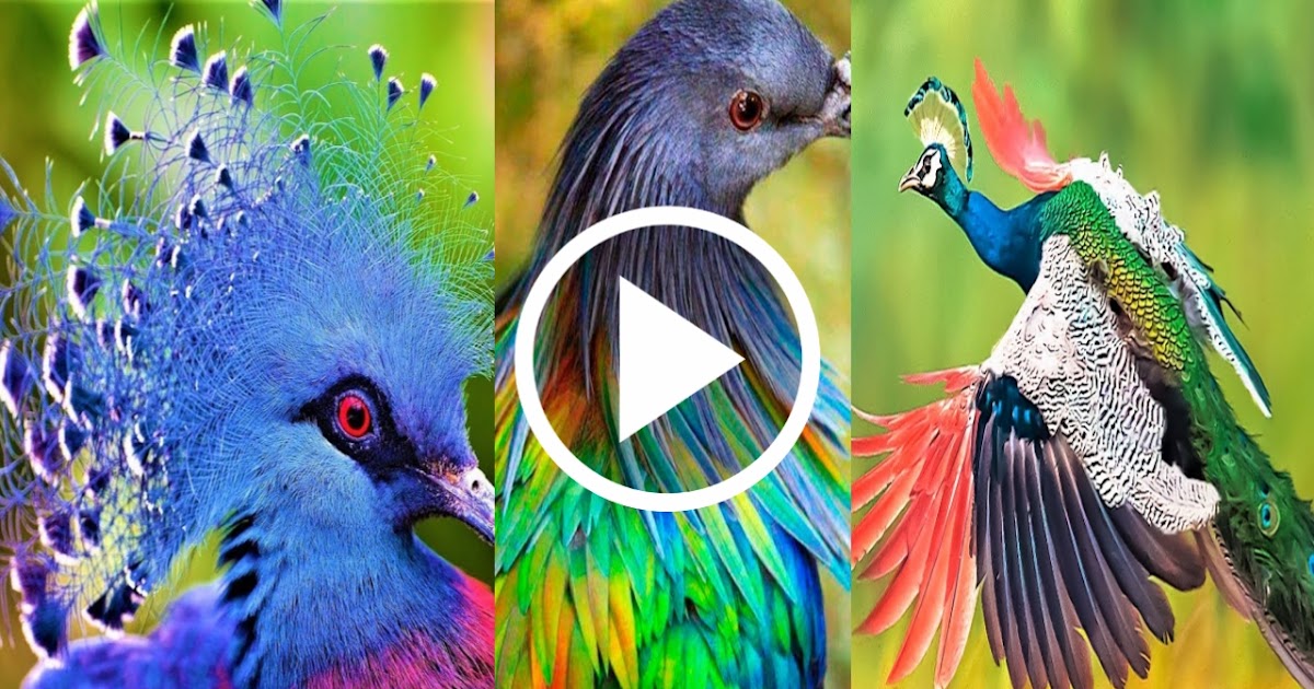 Most Beautiful Small Birds in the World