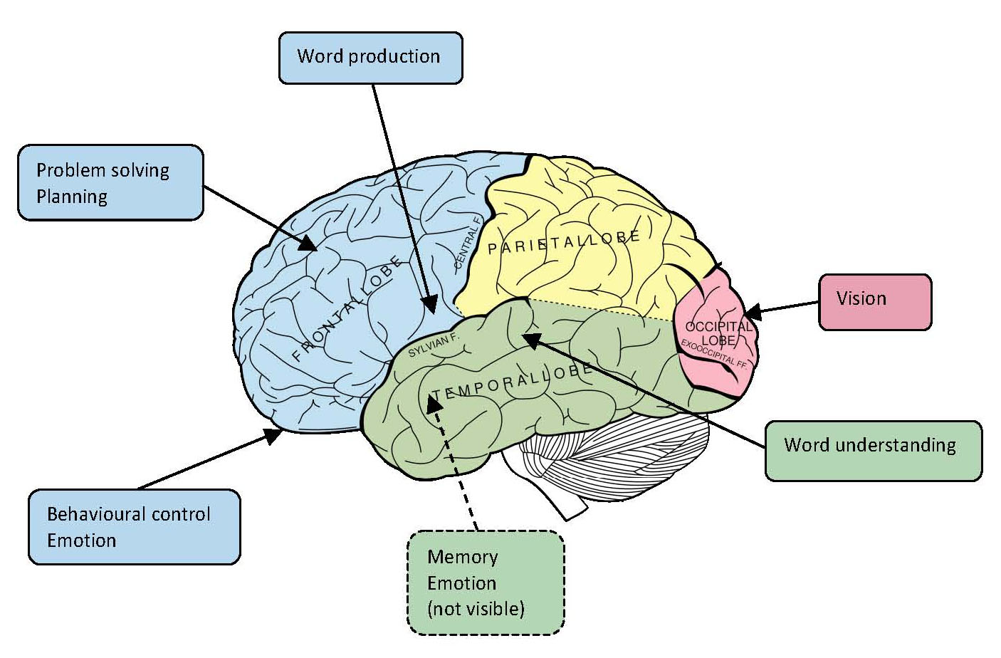 Brian Owens Image Brain Structure And Functions brian-owens-image-brain-structure-and-functions