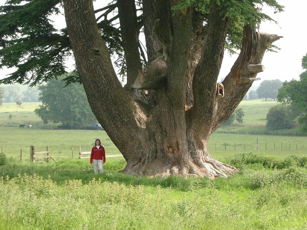 Trees Planet: Cedrus libani – Cedar of Lebanon