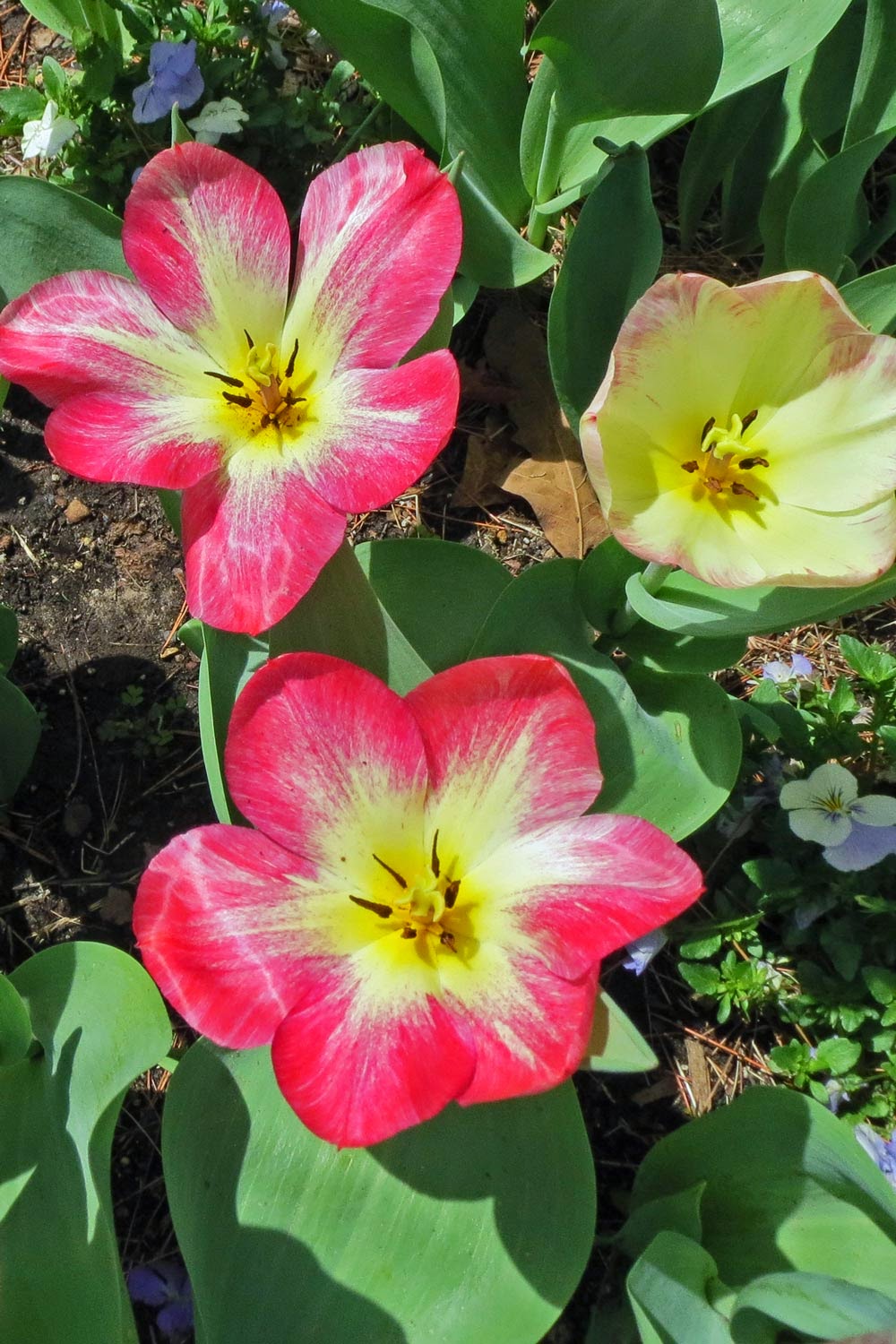 An Arkies Musings: Tulip Extravaganza