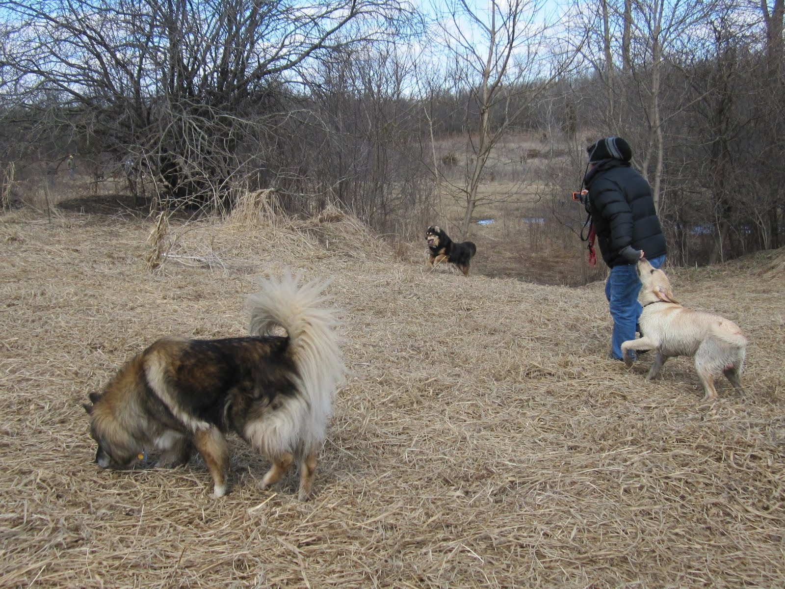 Grizzly - Hound Around Town!: Prairie Wolf Dog Park - Take Two!