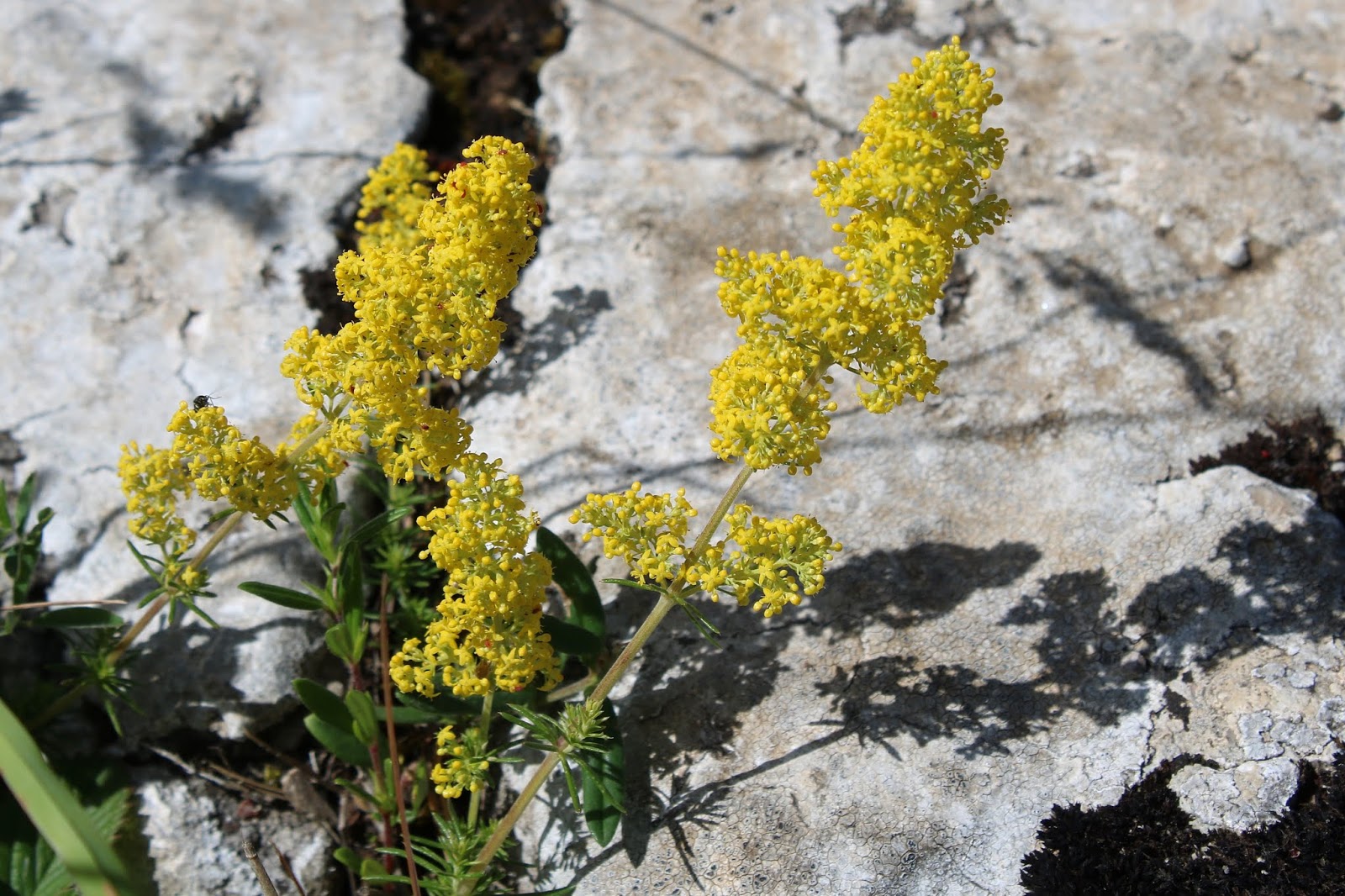 Wilde Planten: G H I