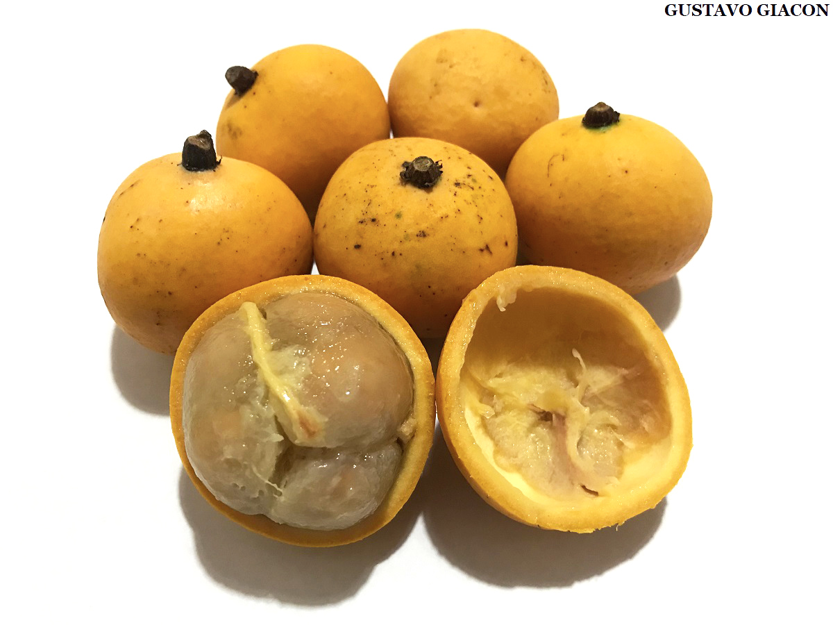 Blog da Associação Brasileira de Frutas Raras: Saputa Açu ou Bacupari ...