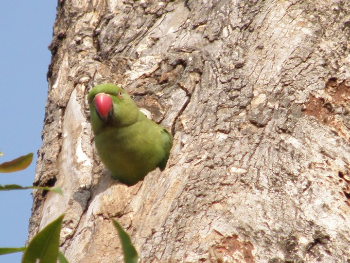 We love Our Bangladesh: Alexandrine Parakeet or Green Parrot (Tiya/Tuta ...