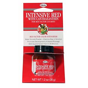 Kenari Merah Red Intensive ~ Tamsis Canary Farm