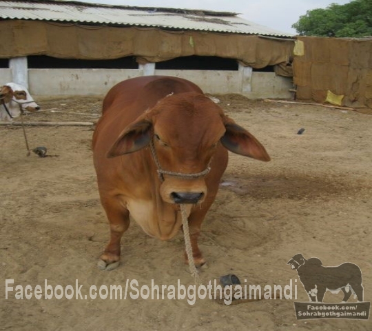 Sohrab Goth Gai Mandi Photos Gallery: Dilpasand Cattle Farm 2012