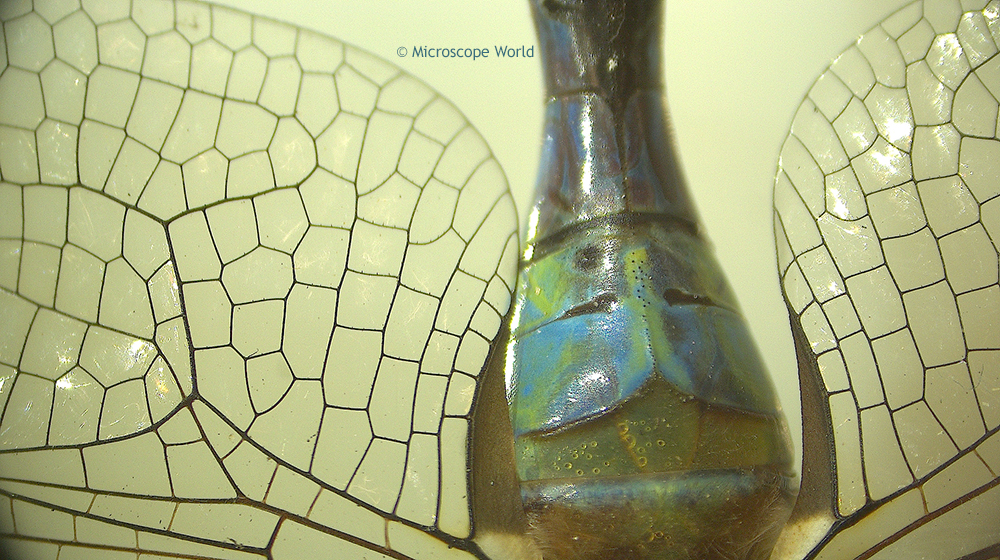 Microscope World Blog