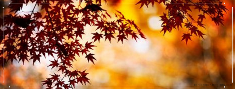 BORÍTÓKÉPEK: Októberi Borítókepék