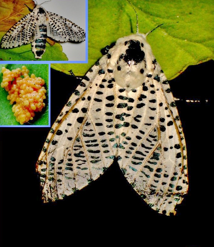 Biodiversity of Cyprus by NGO Protection of the Natural Heritage and ...