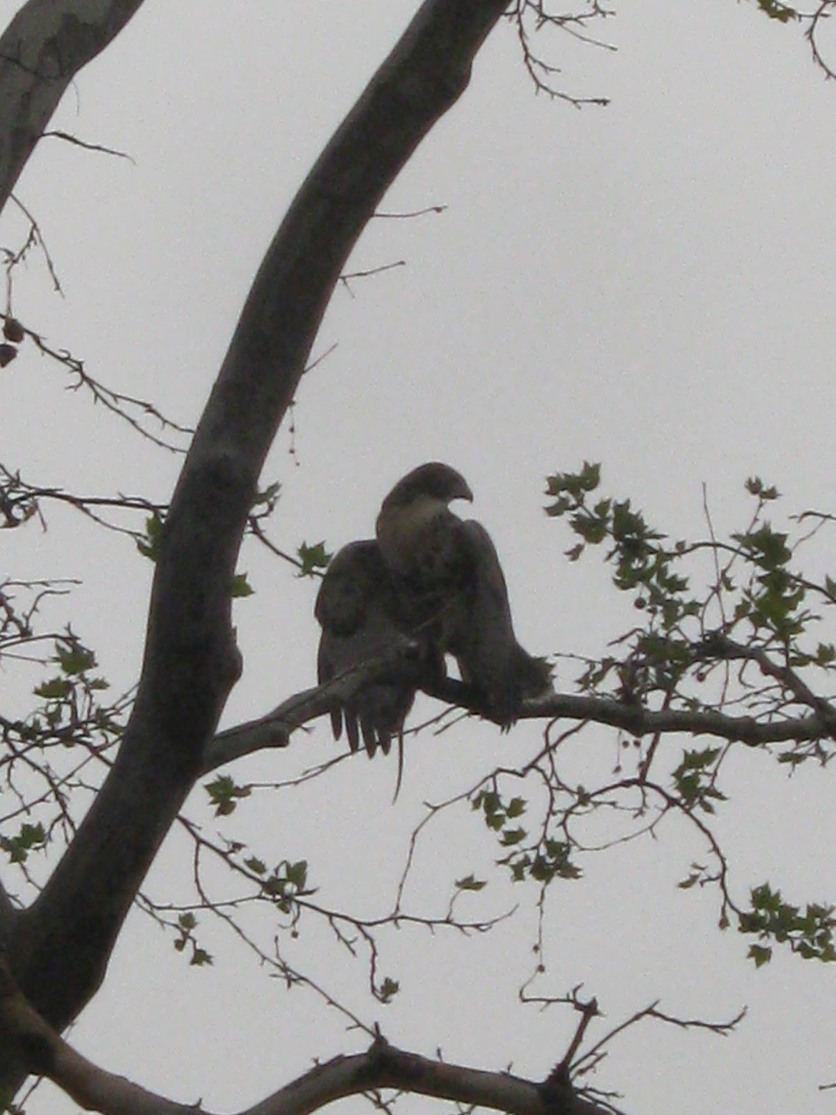 Hawkwatch at the Franklin Institute: Eyasses doing beautifully two ...