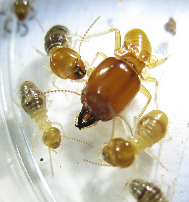 Photos and Info on Ants and Termites of Malaysia: Macrotermes Gilvus