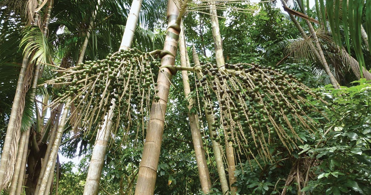 bensozia: Crop Domestication in the Amazon