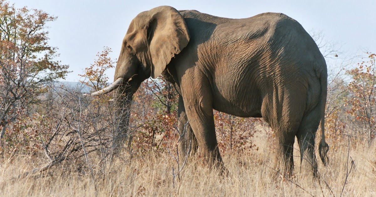 WAJUE WANYAMA WAKUBWA WATANO TANZANIA