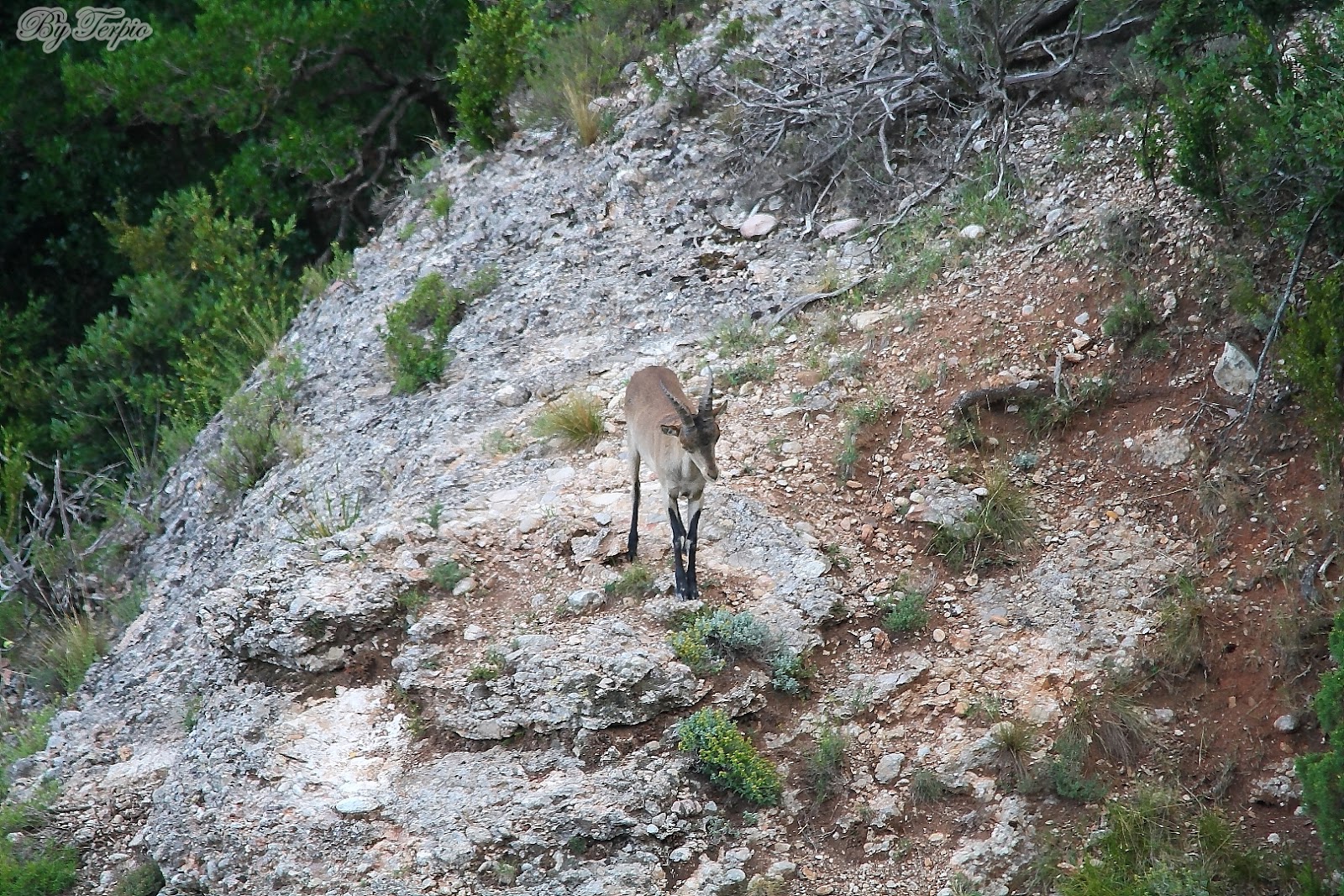 Viajes, Salidas, Naturaleza, (Fotografía).: Cabra Montés (Capra Pyrenaica).