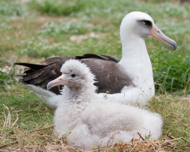 White Wolf : Adorable Albino Albatross Chicks Born On Midway (Pictures)
