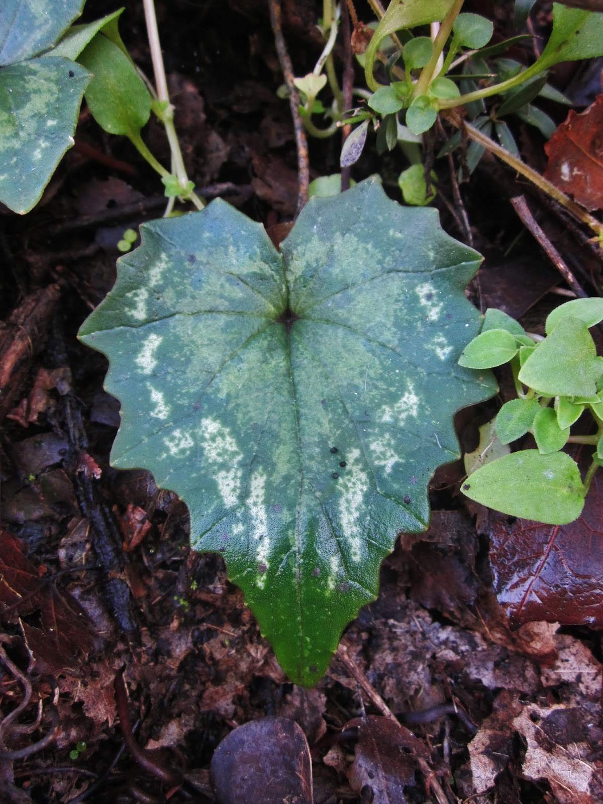 Biodiversity of Cyprus by NGO Protection of the Natural Heritage and ...