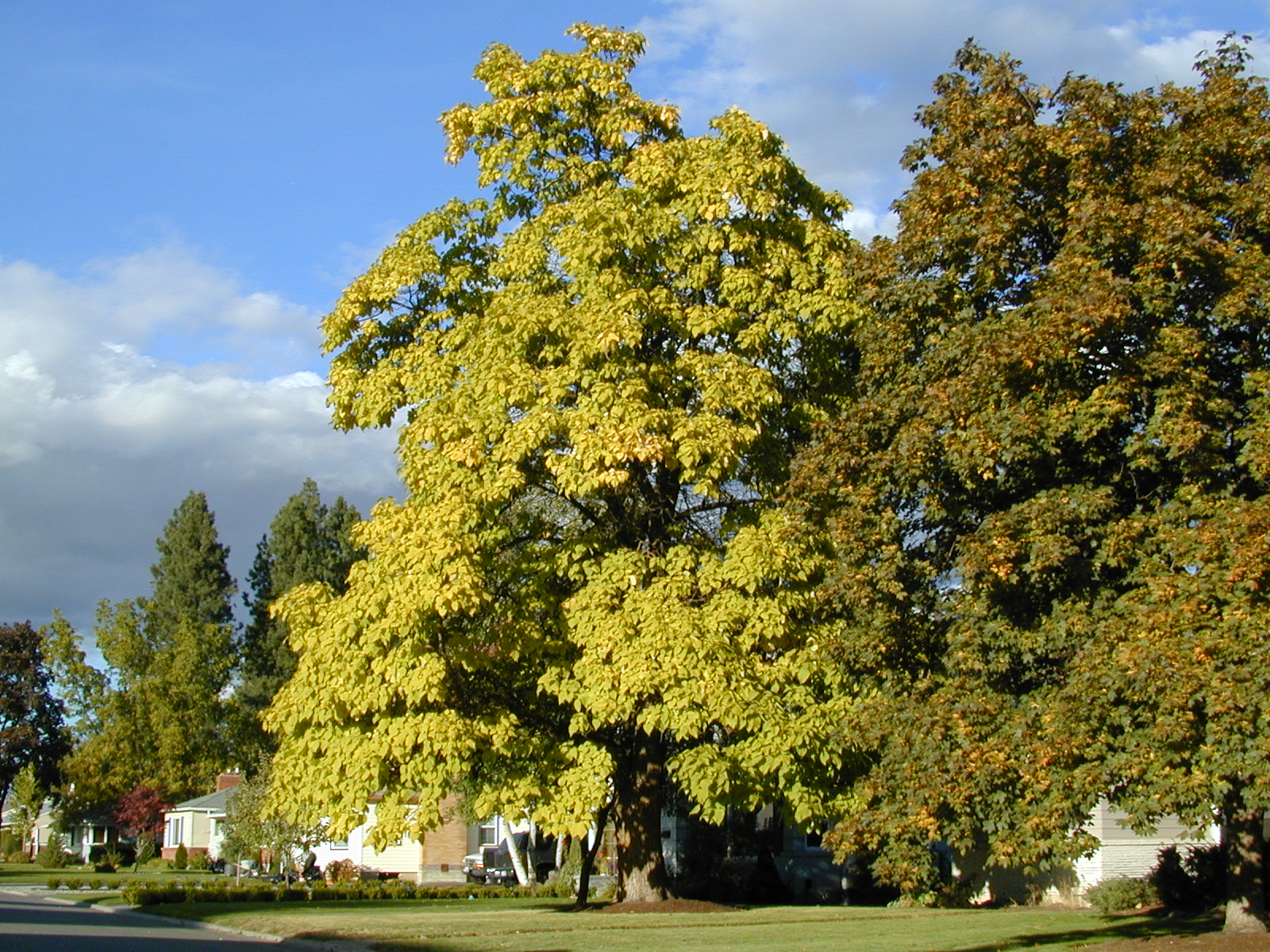 Trees of Santa Cruz County: Catalpa speciosa - Catalpa