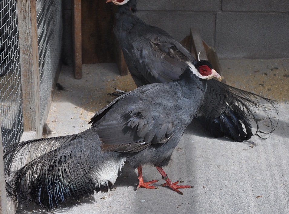 ZOOTOGRAFIANDO (6.100 ANIMALS): FAISÁN OREJUDO AZUL / BLUE EARED ...