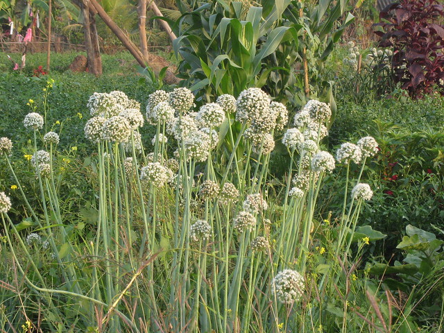 Dlaczego cebula kwitnie?