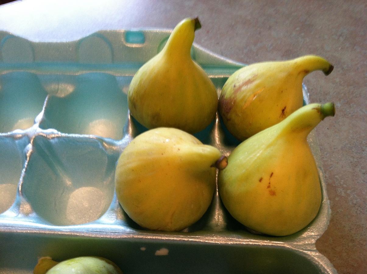 LSU Scott's Yellow Fig - Var Tin