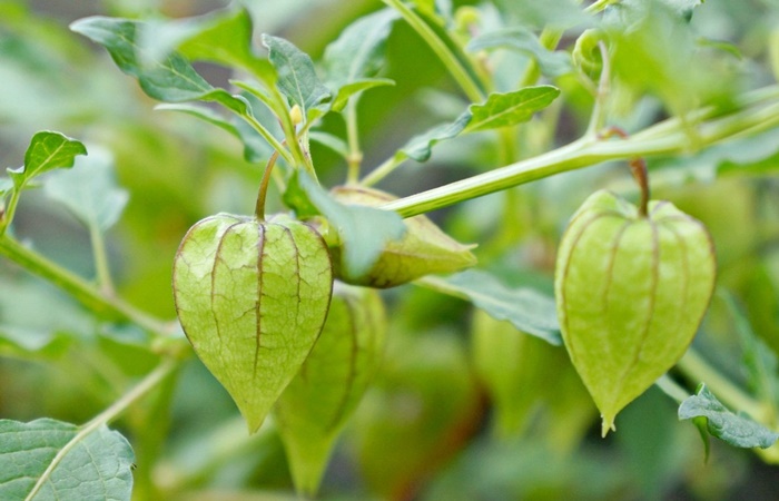 Ternyata Inilah 8 Manfaat Buah Cecendet Bagi Kesehatan - Resep Sepuh