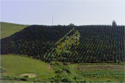 NCSU PDIC: Phytophthora Root Rot on Fraser Fir