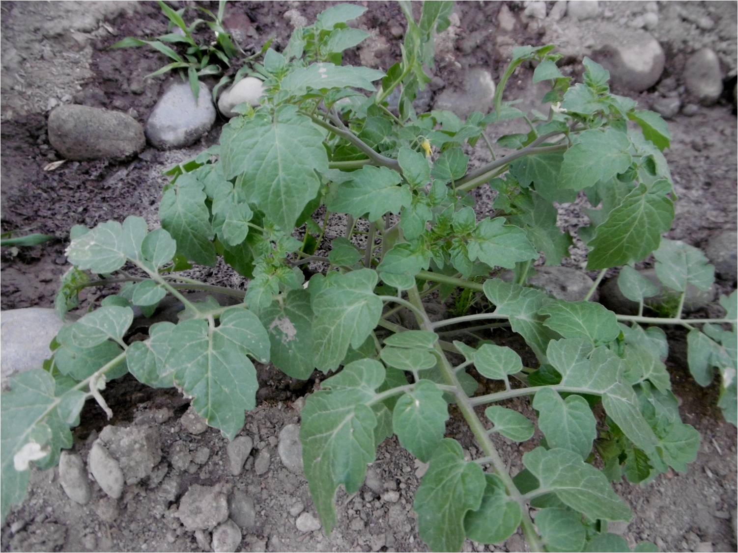 ALTERNATIVA ECOLÓGICA: CULTIVO DE TOMATE CHERRY