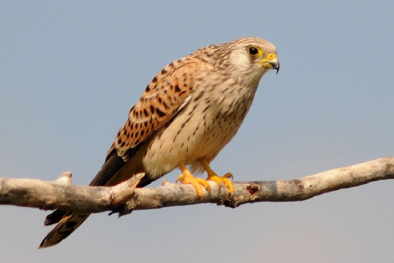 Nobile Quartiere Monte Mira: I racconti brevi che contengono lezioni ...
