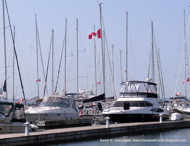 A Visit to Bronte Harbour, Oakville, ON - Travels With Birds