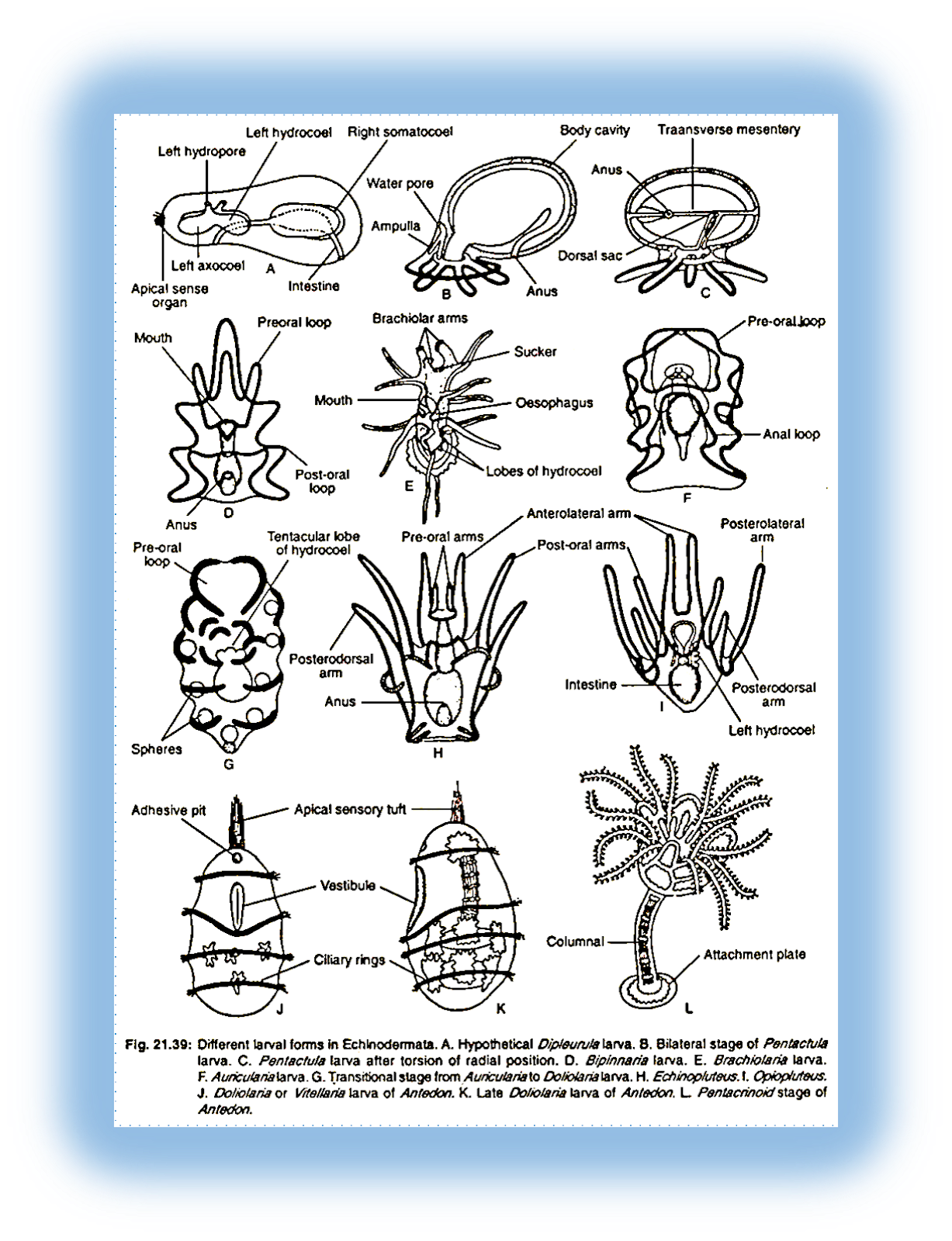 Larval forms of Echinoderms……..